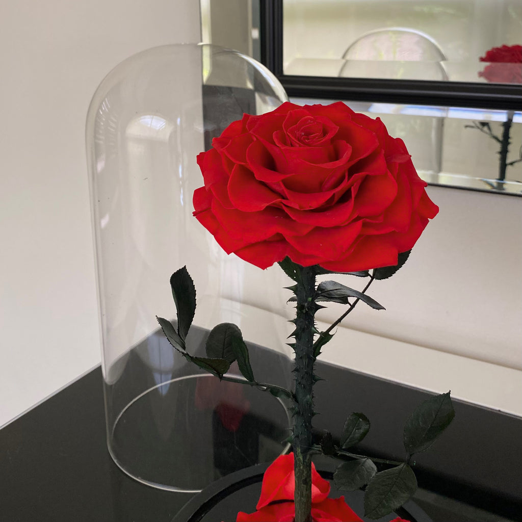 Forever Rose - Red– My Forever Rose Australia