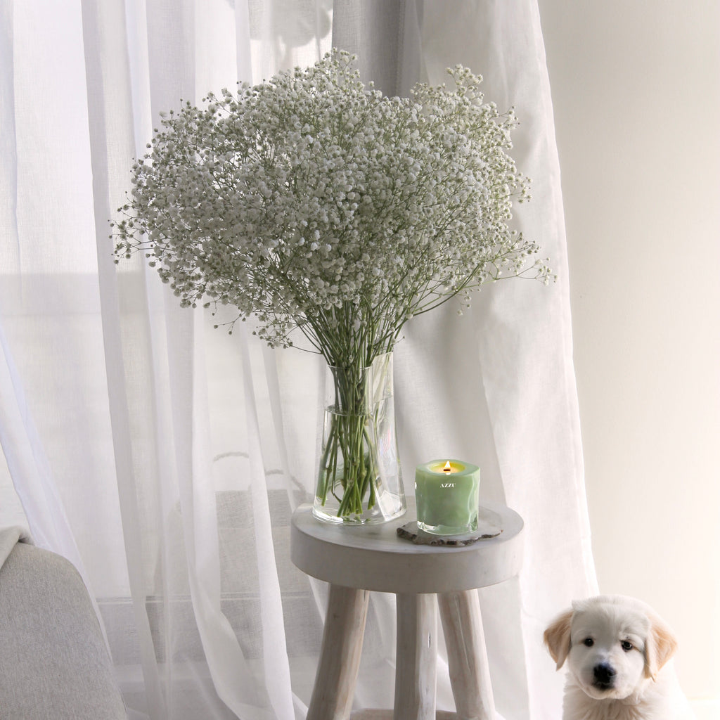 Zaria– My Forever Rose Australia